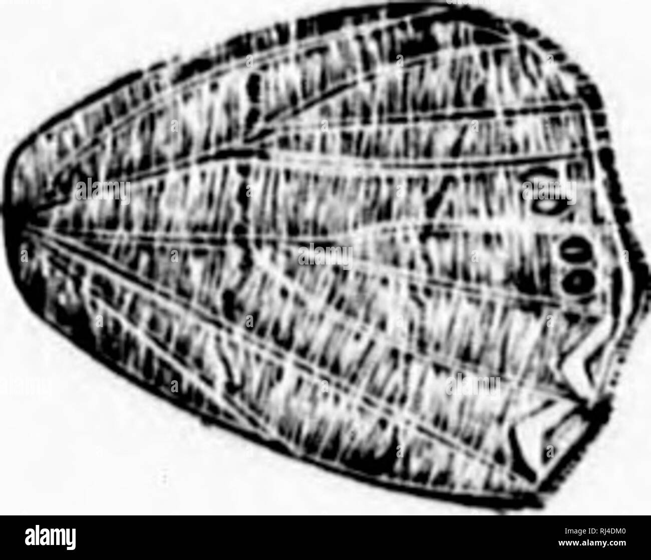 Orange wing markings Black and White Stock Photos & Images - Alamy