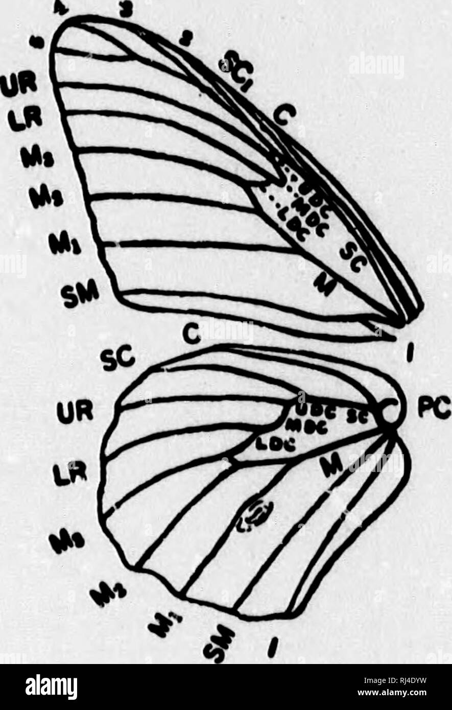 . The butterfly book [microform] : a popular guide to a knowledge of ...