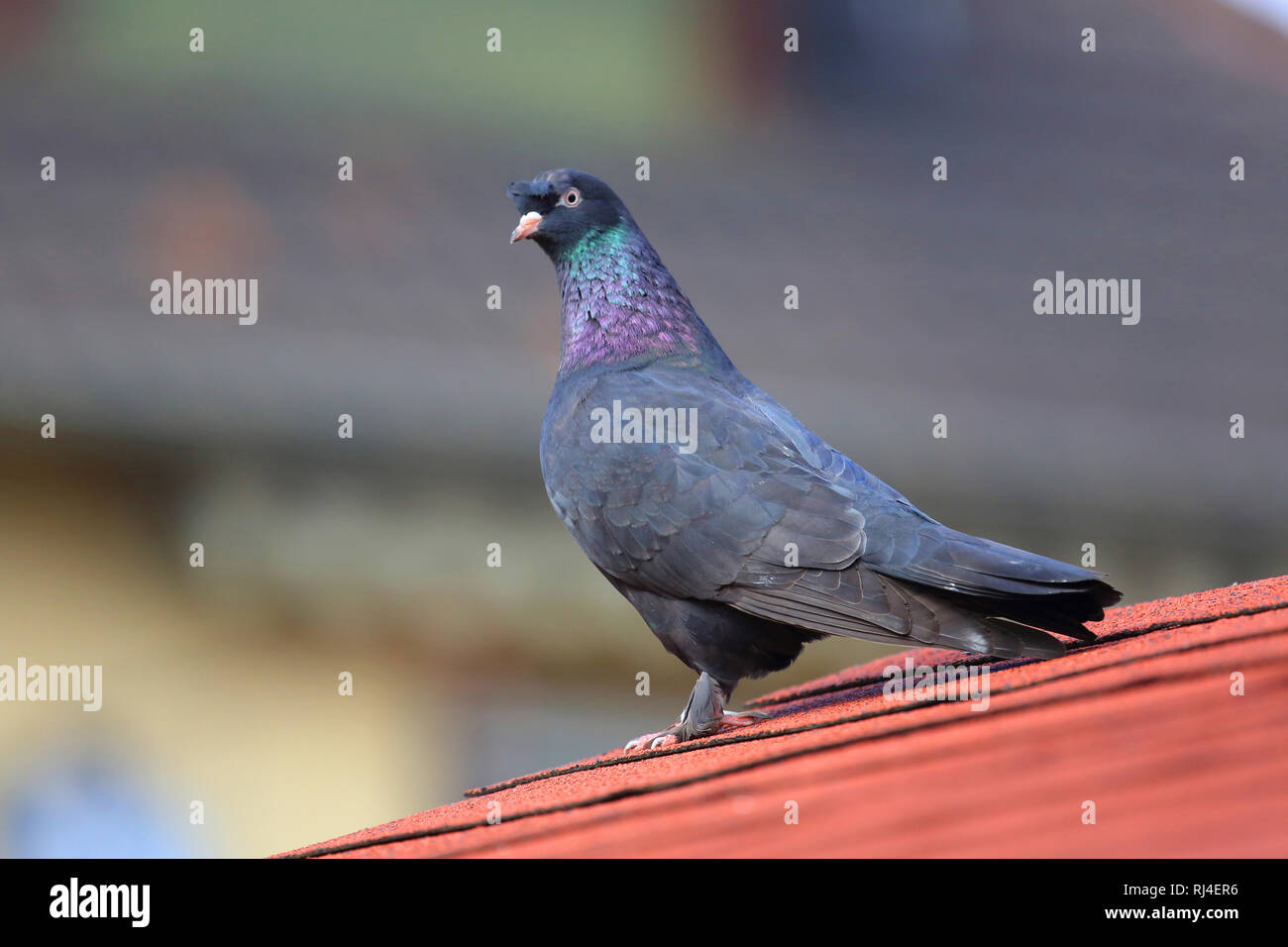 Haustaube, Brieftaube, Columba livia Stock Photo - Alamy