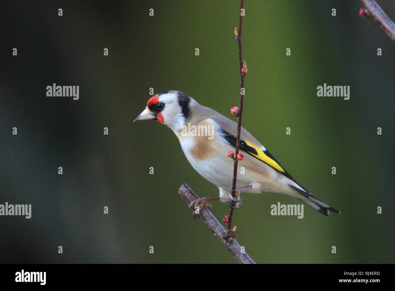 Distelfink hi-res stock photography and images - Alamy