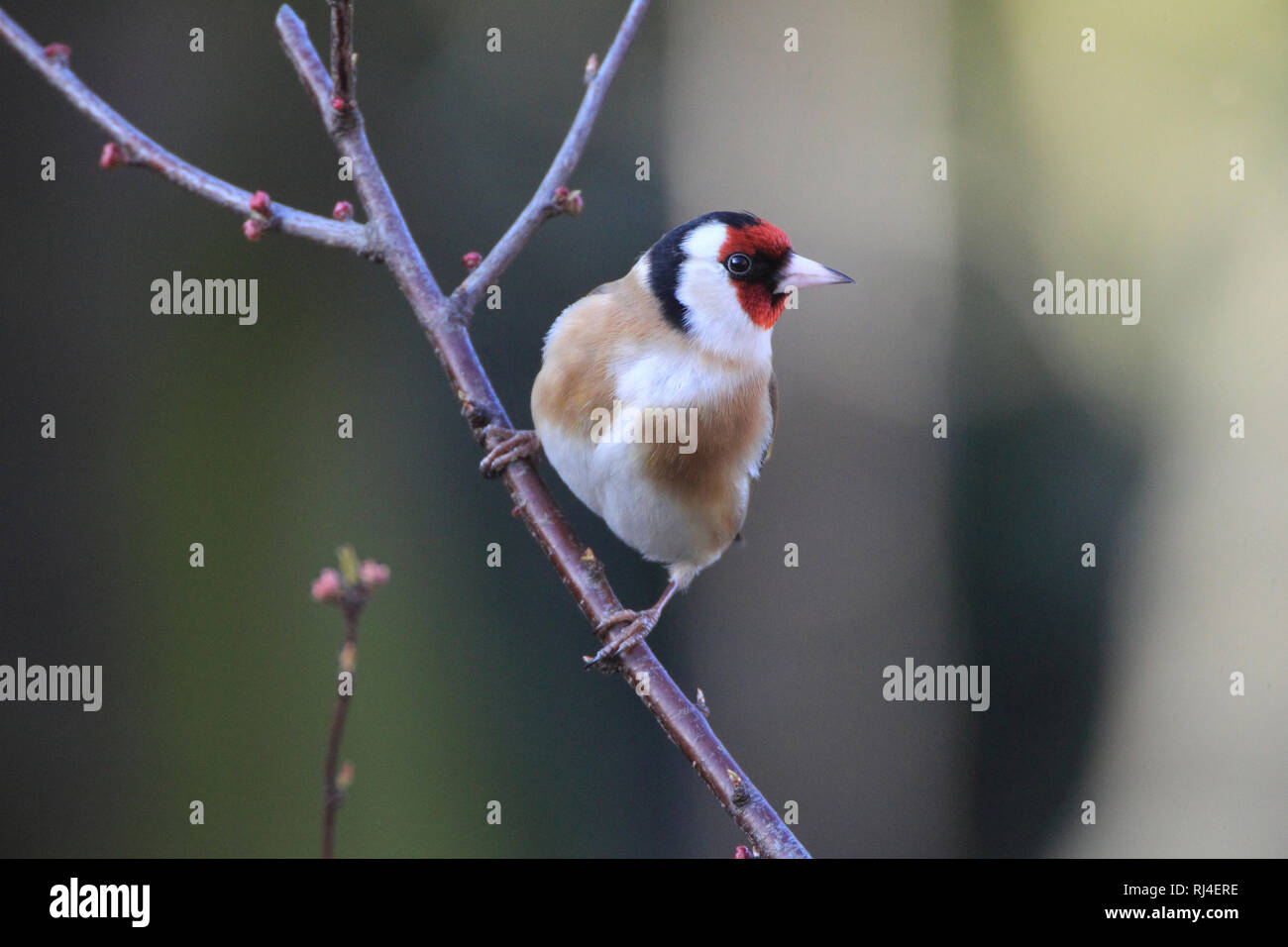 Distelfink hi-res stock photography and images - Alamy