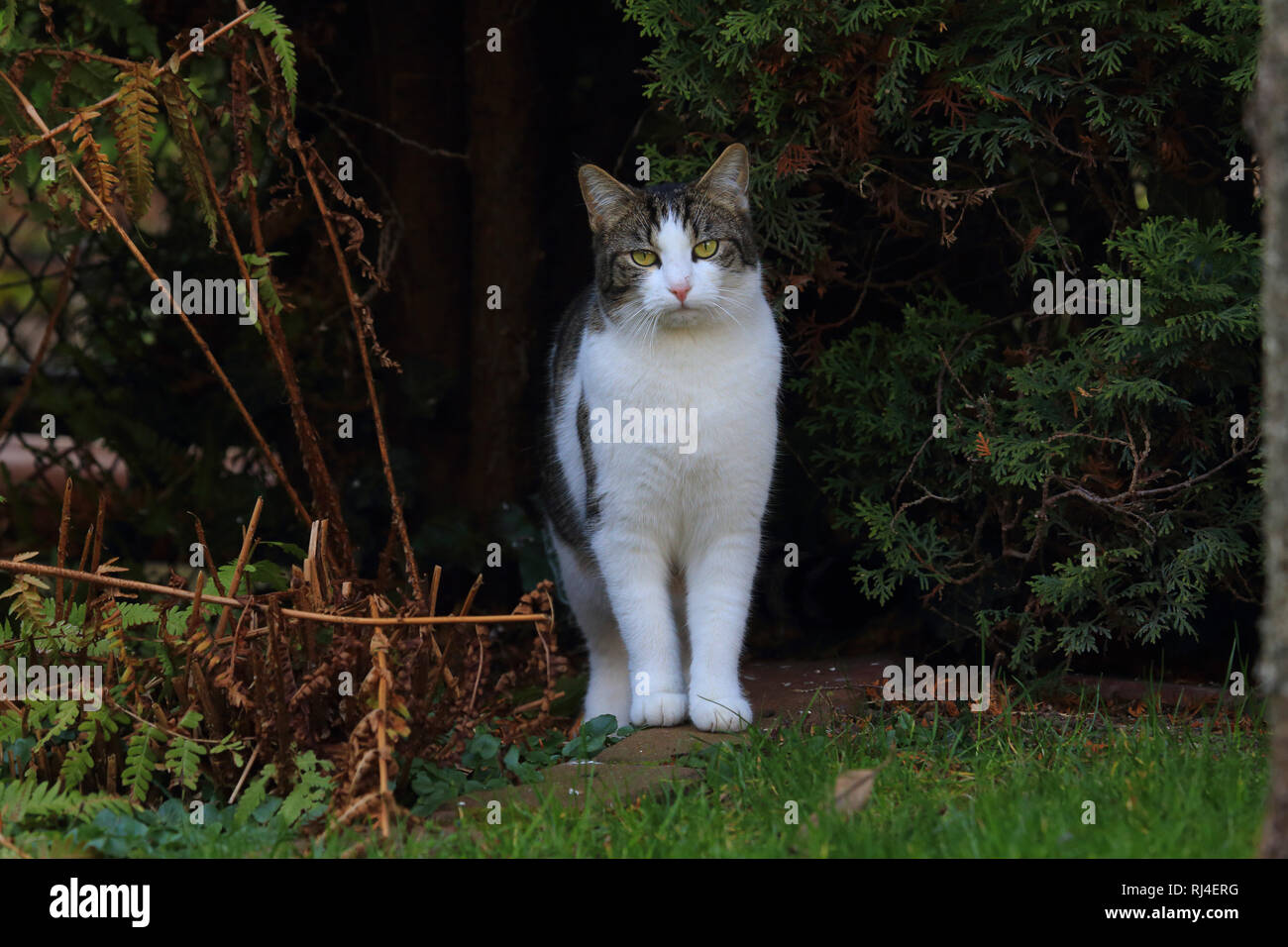 Hauskatze garten hi-res stock photography and images - Alamy
