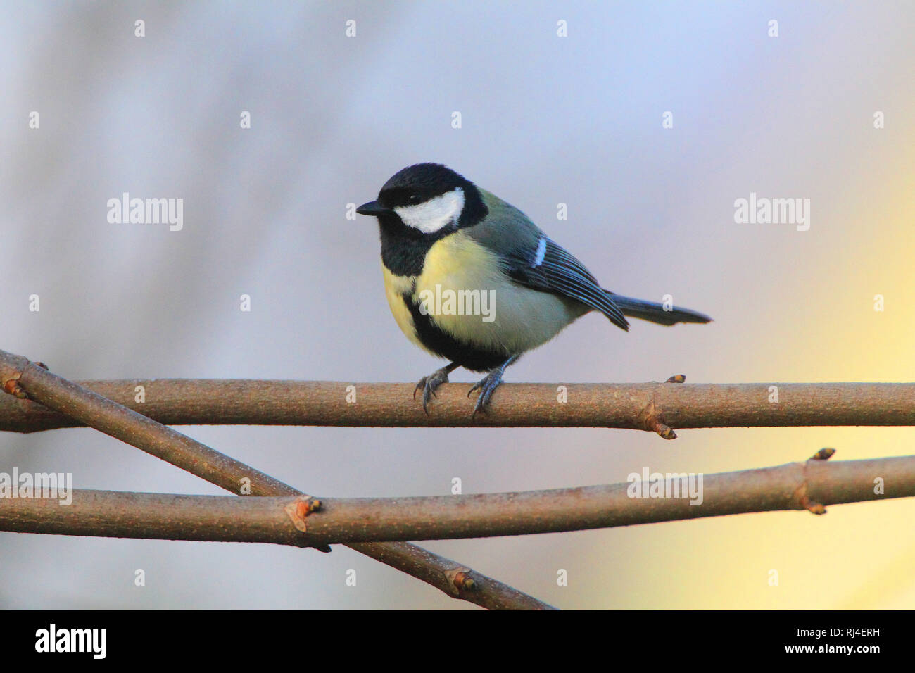 Parus major hi-res stock photography and images - Alamy