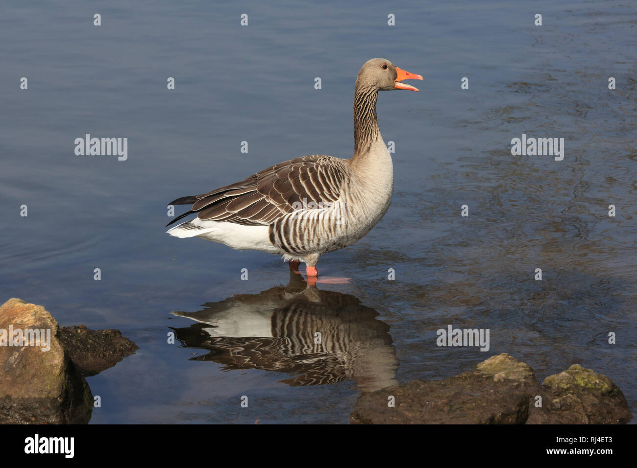 Graugans, Anser anser Stock Photo - Alamy