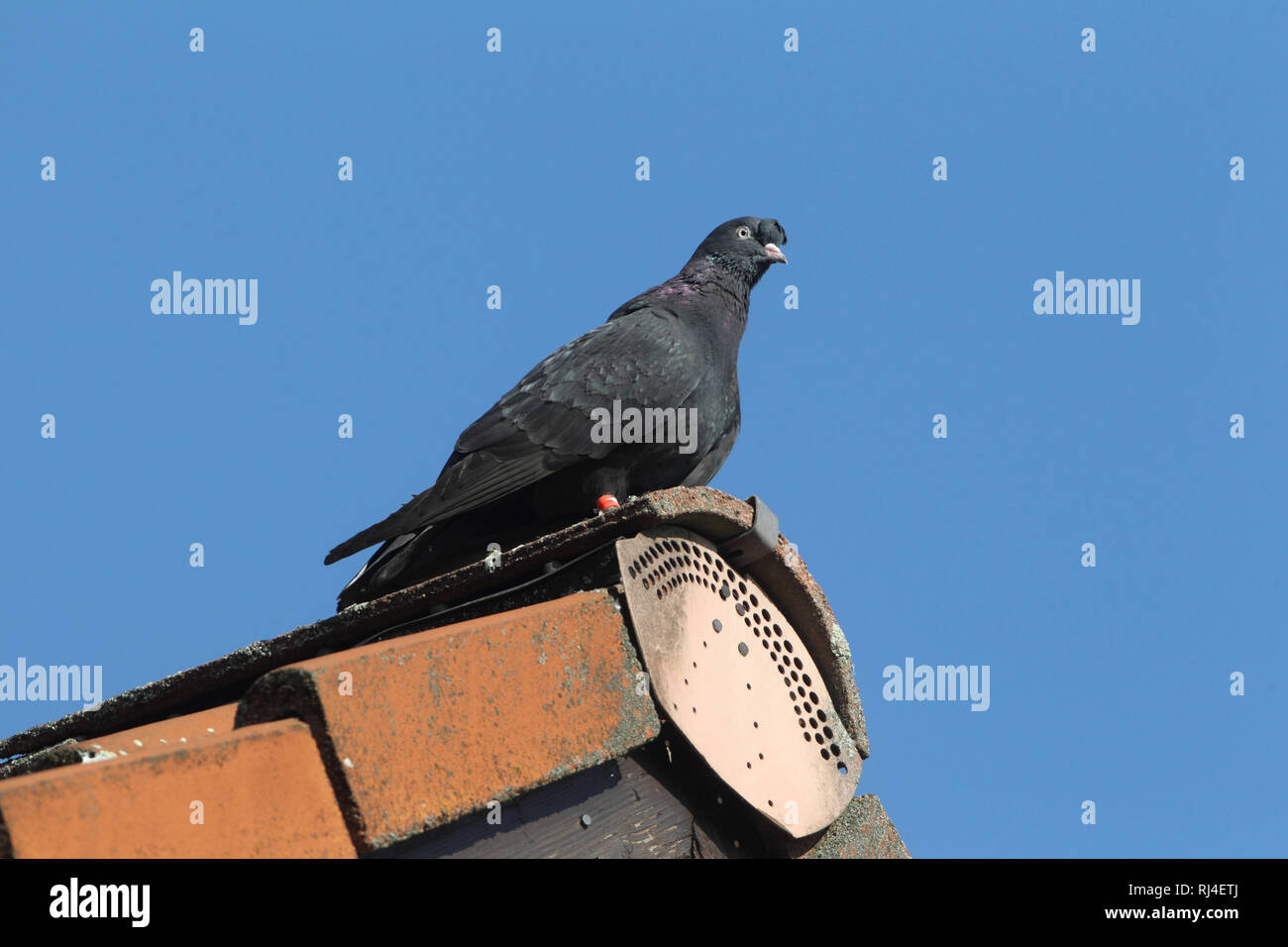 Brieftaube taube hi-res stock photography and images - Alamy