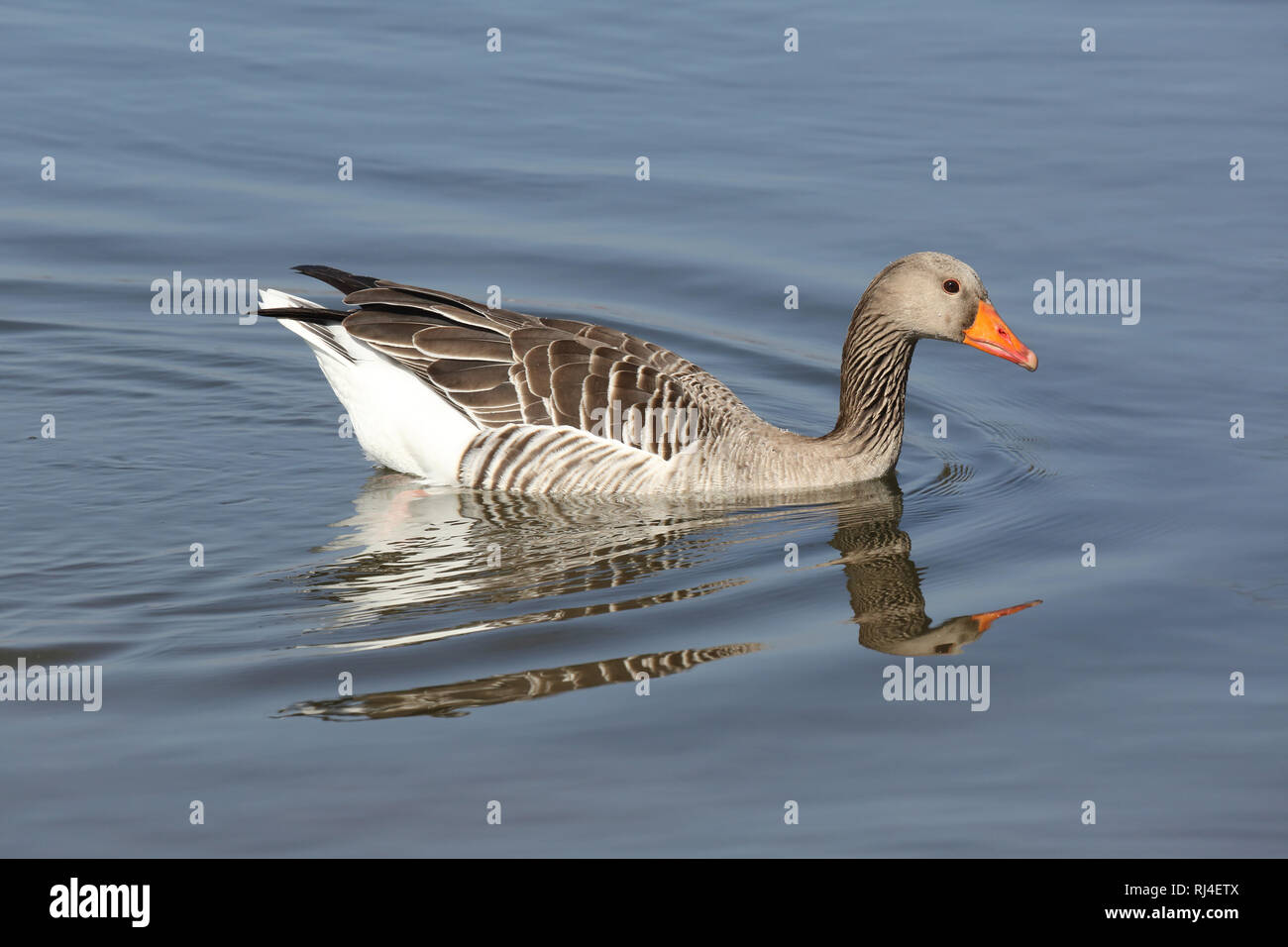 Graugans, Anser anser Stock Photo - Alamy