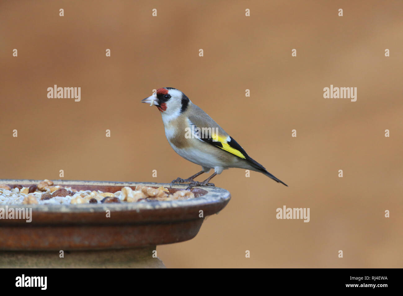 Distelfink hi-res stock photography and images - Alamy