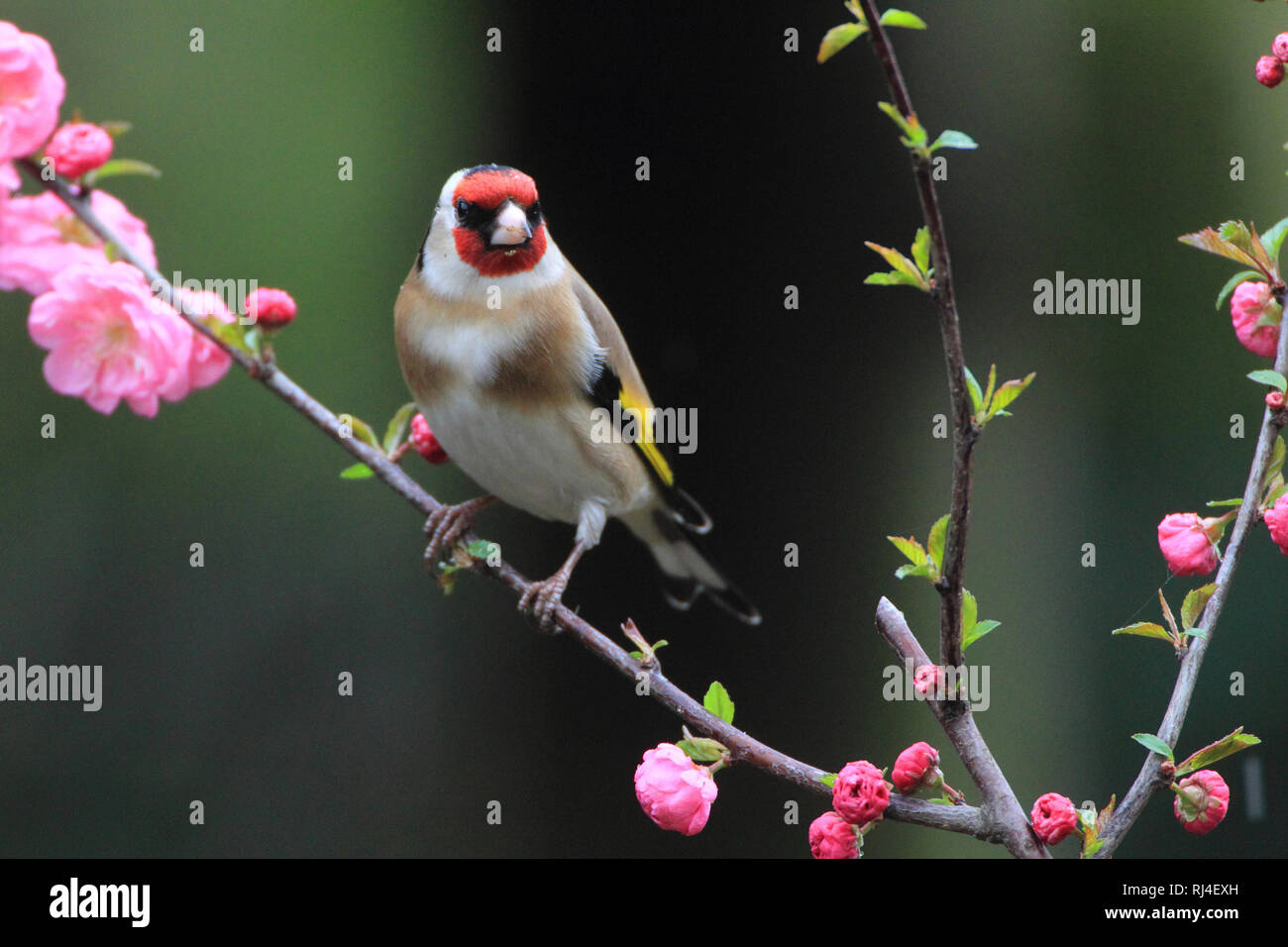 Stieglitz, Distelfink,Carduelis carduelis Stock Photo - Alamy