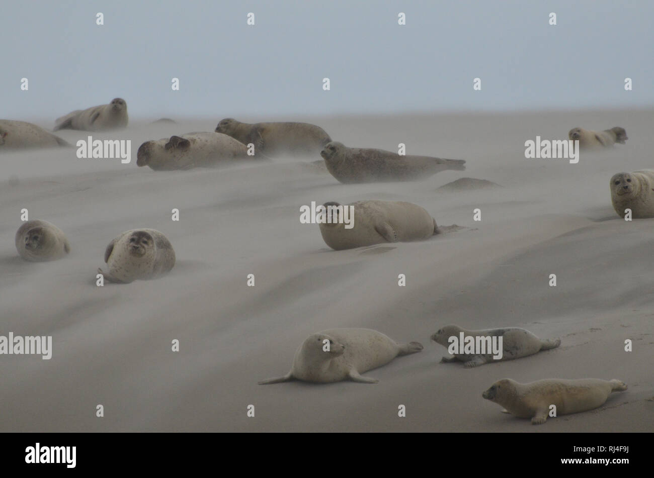 Seehunde sandbank hi-res stock photography and images - Alamy