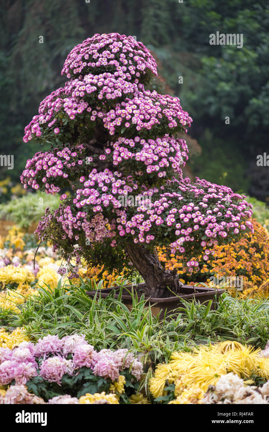 Bonsai tree with flowers in Chengdu, China Stock Photo - Alamy