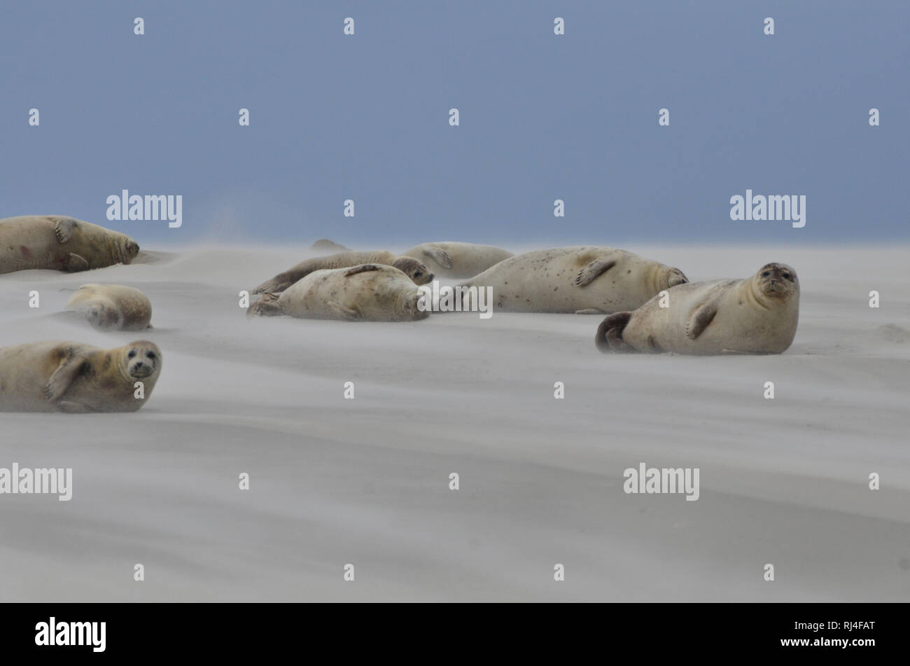 Seehunde sandbank hi-res stock photography and images - Alamy