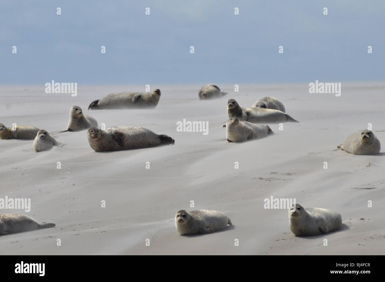 Seehunde sandbank hi-res stock photography and images - Alamy
