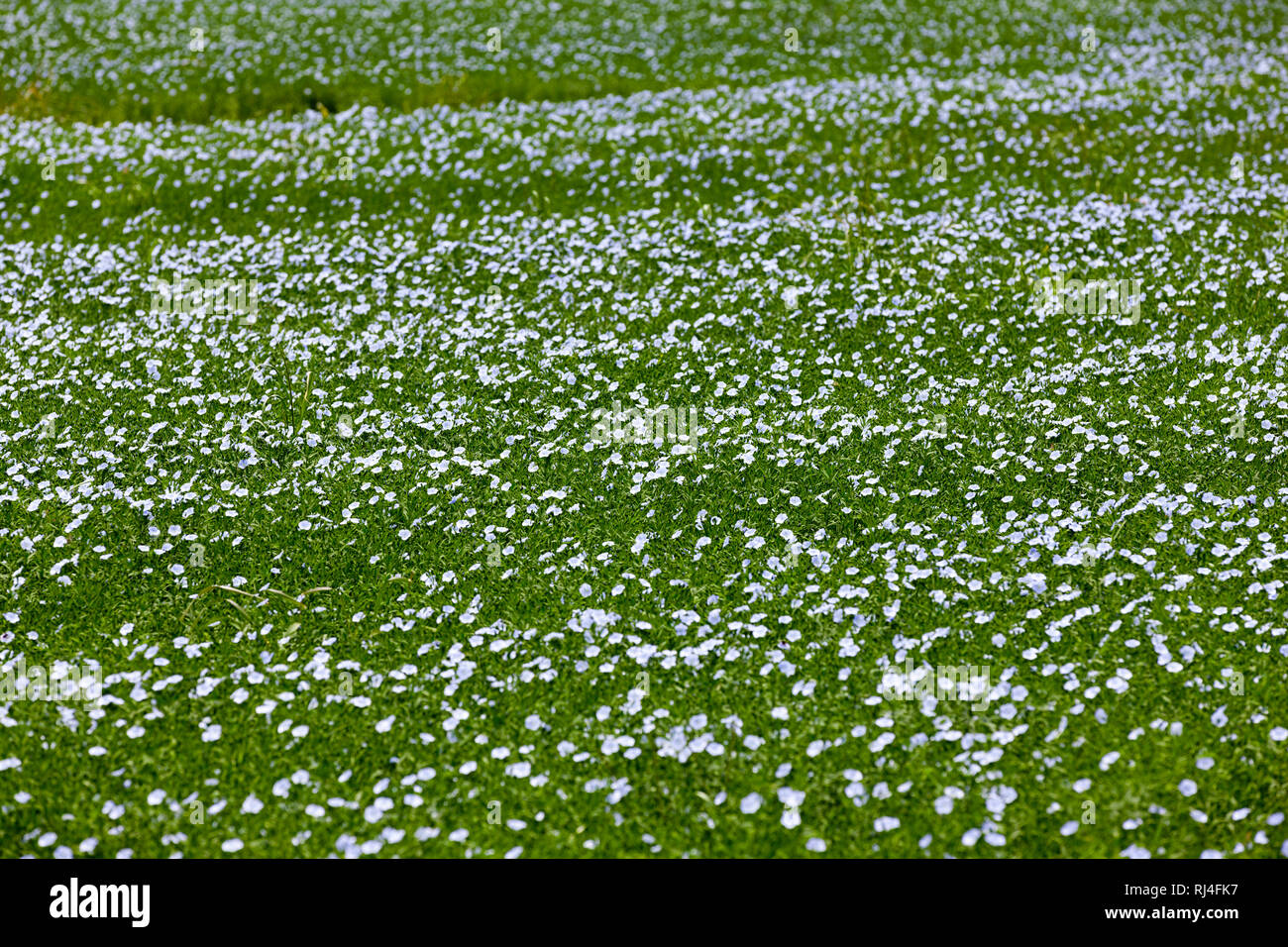 Blumenfeld Stock Photos & Blumenfeld Stock Images - Alamy