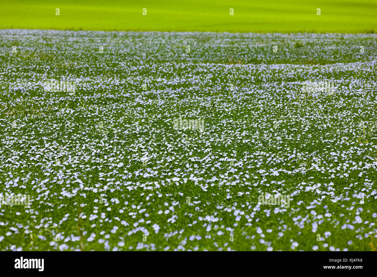 Blumenfeld High Resolution Stock Photography and Images - Alamy