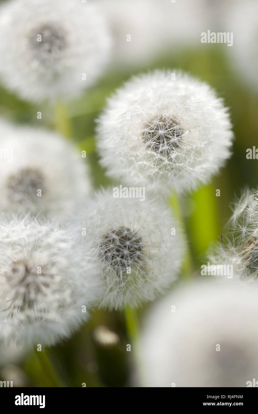 Pusteblumen hi-res stock photography and images - Alamy