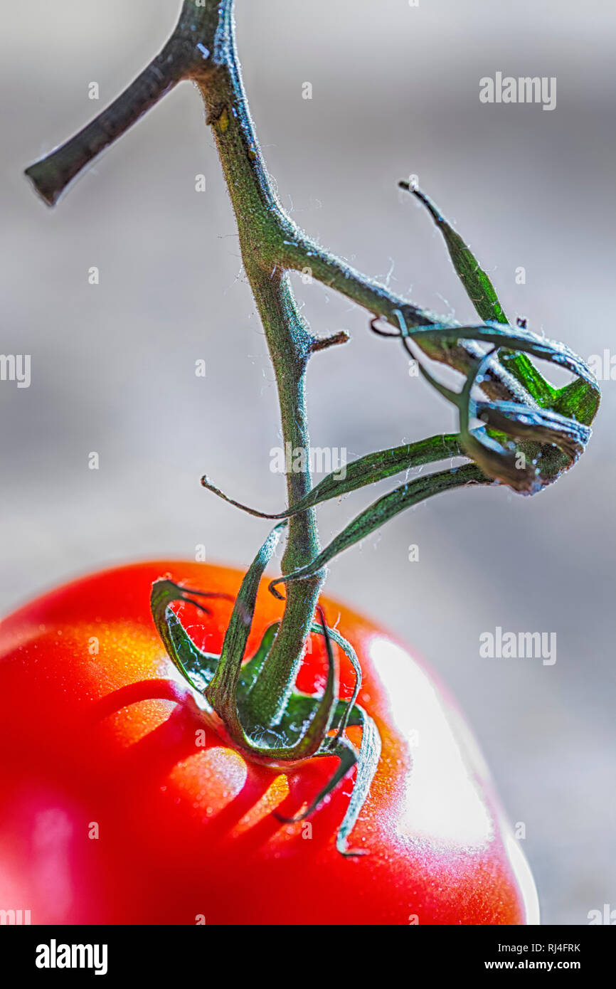 Tomate tomate hi-res stock photography and images - Alamy