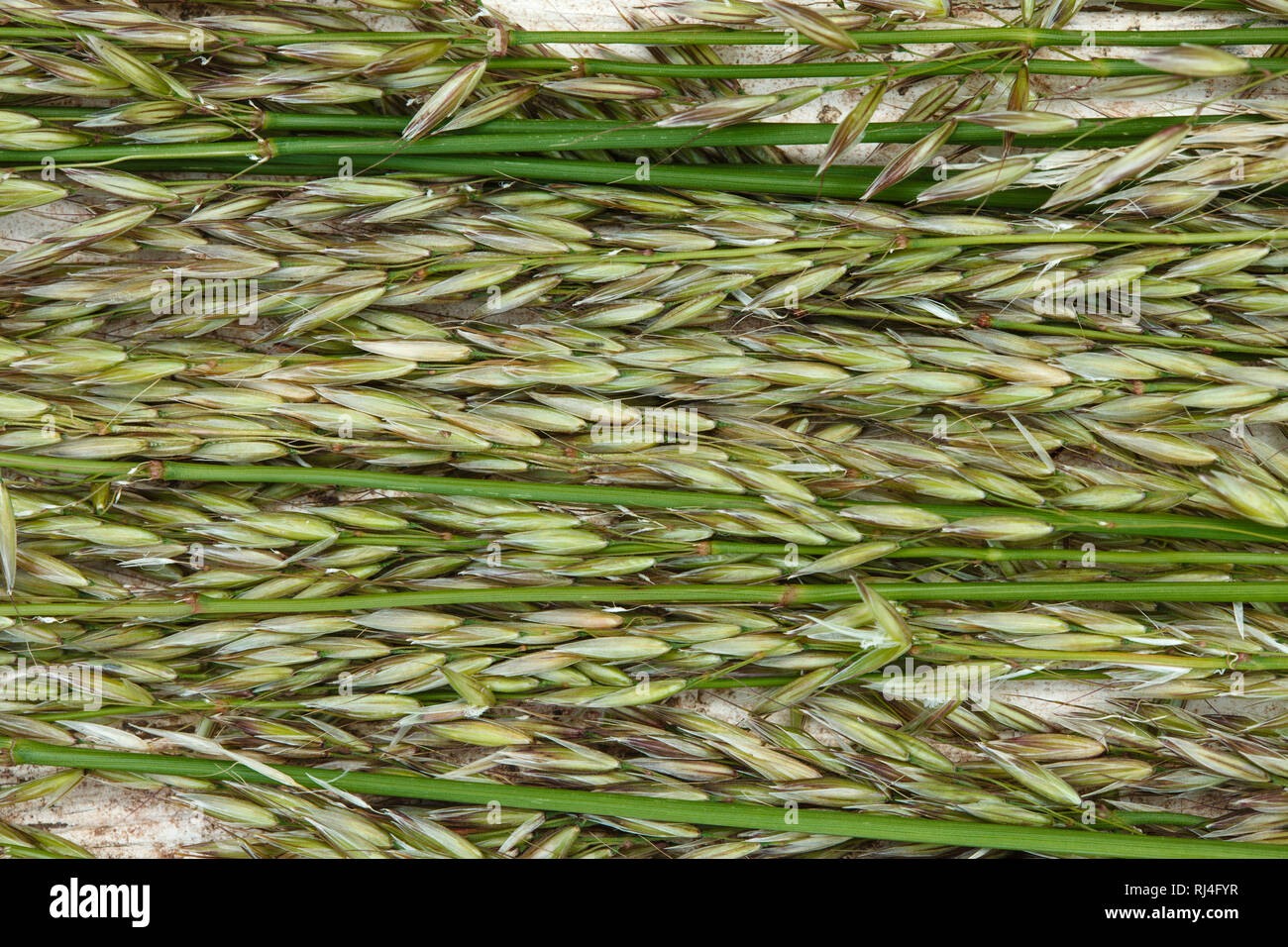 Hafer hi-res stock photography and images - Alamy