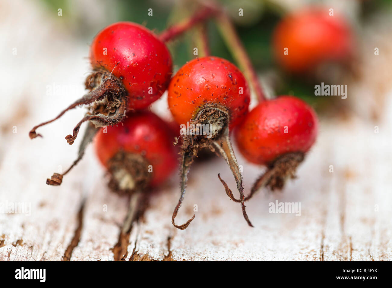 Hagebutten frucht hi-res stock photography and images - Alamy