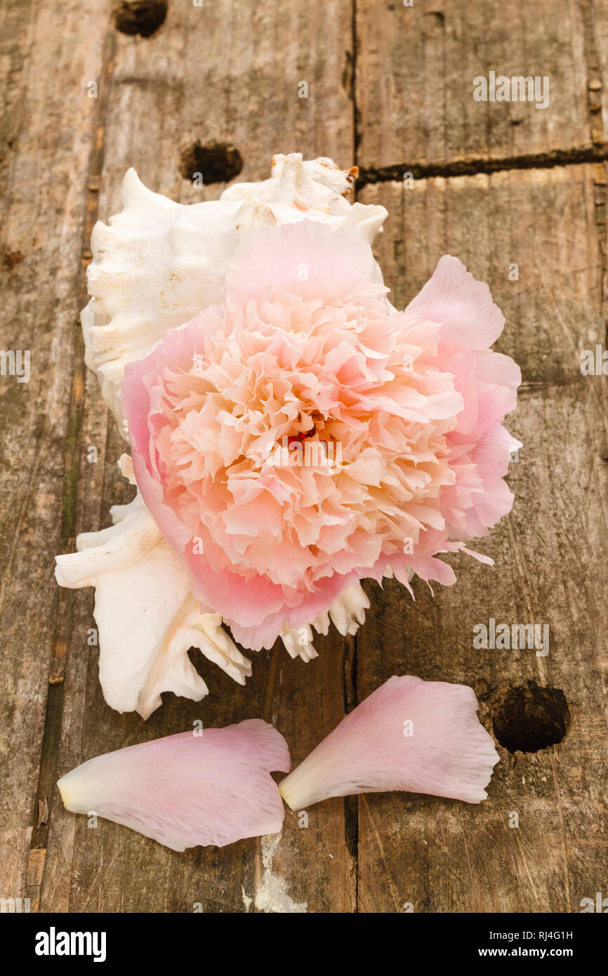 Pfingstrose hi-res stock photography and images - Alamy