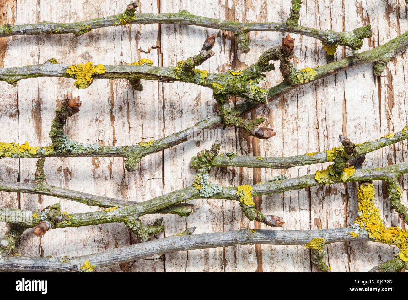 Zweige muster hi-res stock photography and images - Alamy
