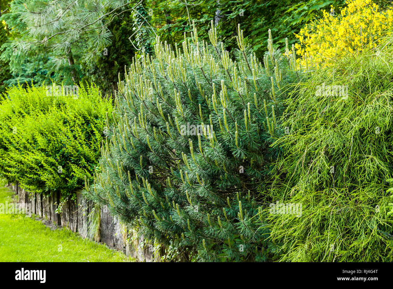 Trees and bushes in garden Stock Photo - Alamy