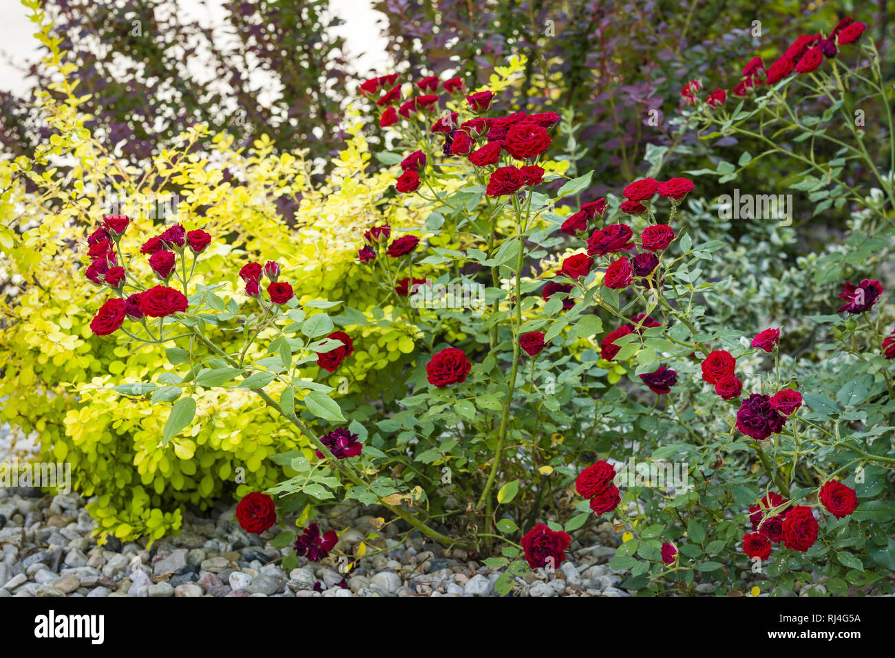 Red rosebush polyantha in pebbled flower bed Stock Photo - Alamy