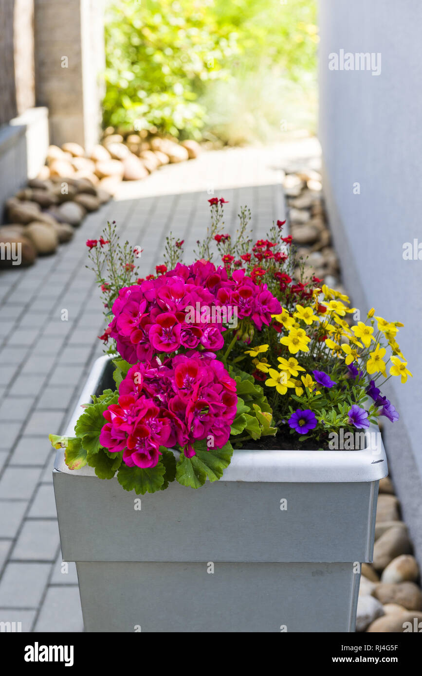Blooming plant in plastic flowerpot Stock Photo - Alamy