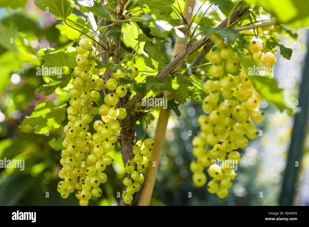 detail of grapes of currant Stock Photo - Alamy