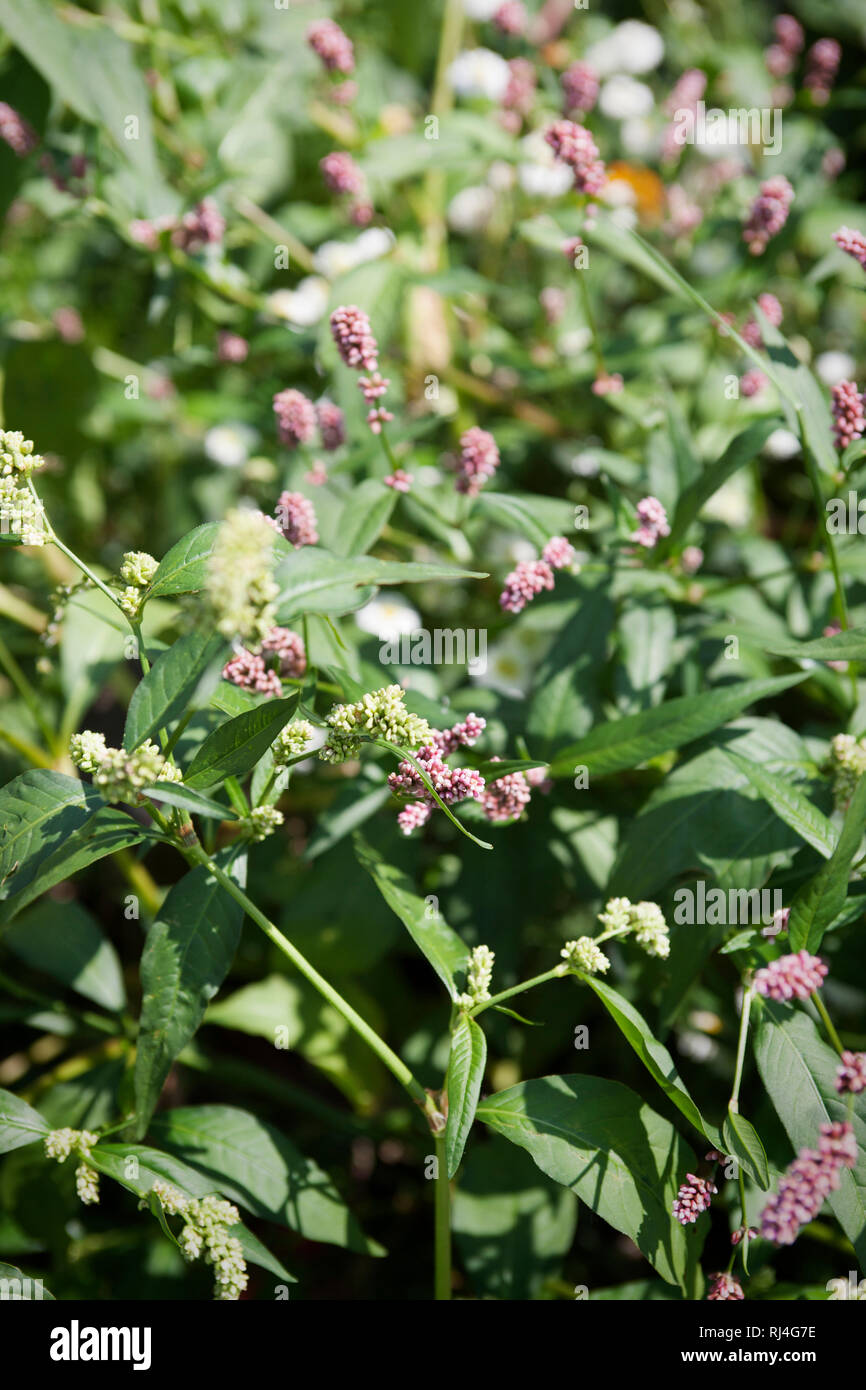 Busch blume hi-res stock photography and images - Alamy