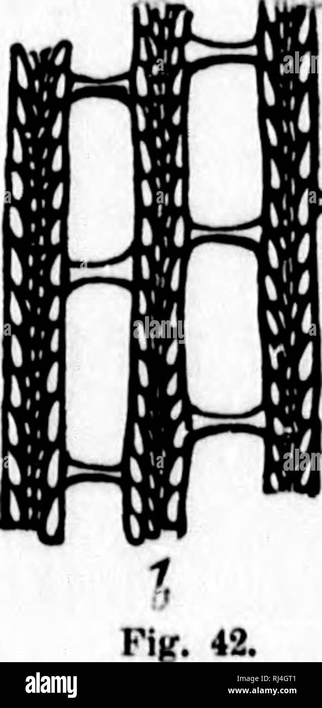 . Report upon the palaeontology of the province of Ontario [microform ...