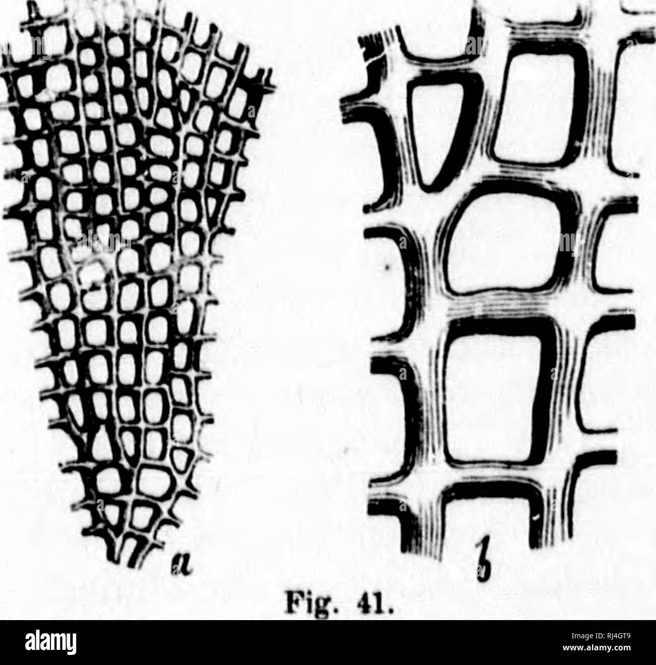 Rhomboidal shape Black and White Stock Photos & Images - Alamy