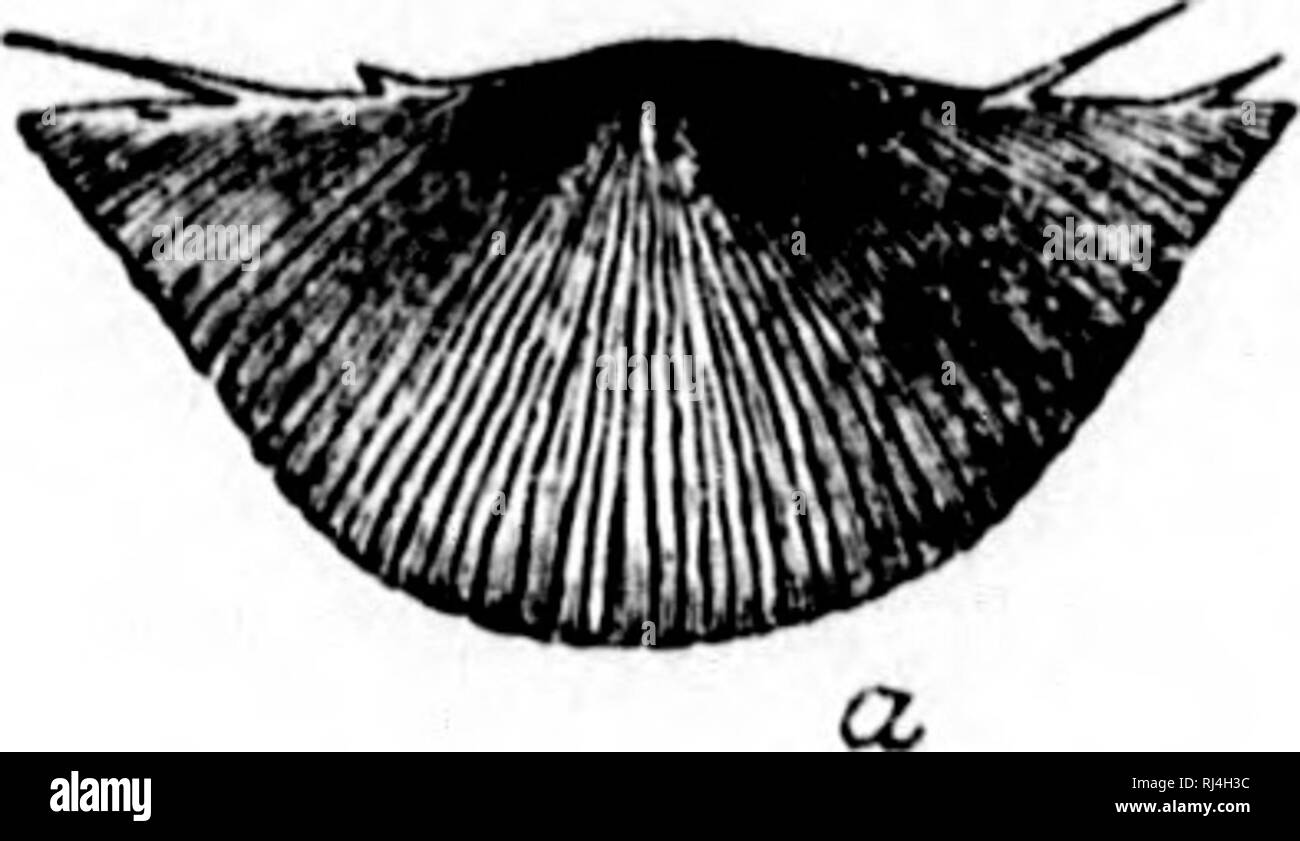 Semi elliptical Black and White Stock Photos & Images - Alamy