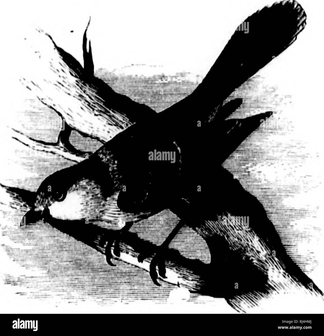 Whiskey jack birds Cut Out Stock Images & Pictures - Alamy