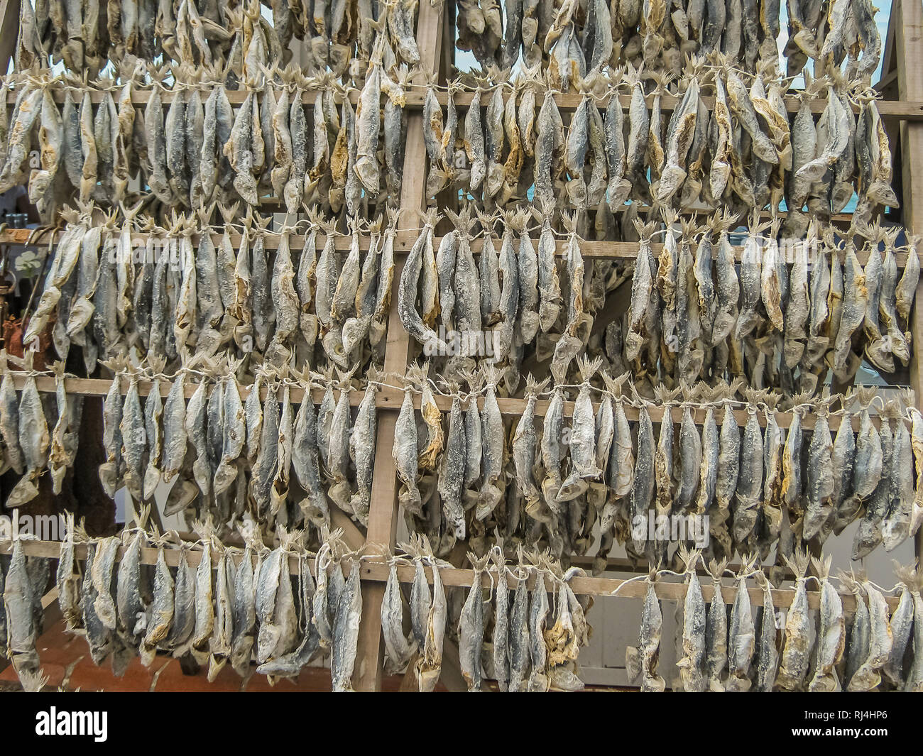 Rows of dried salted fish for sale, hanging from a rack Stock Photo - Alamy