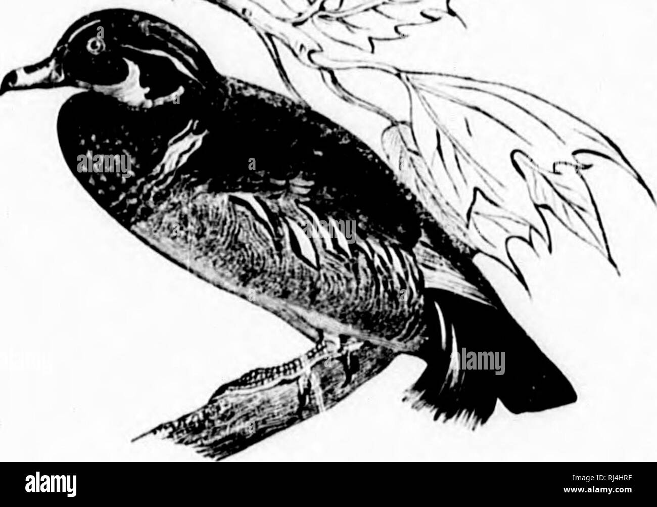 Lawu Black And White Stock Photos Images Alamy lawu-black-and-white-stock-photos-images-alamy