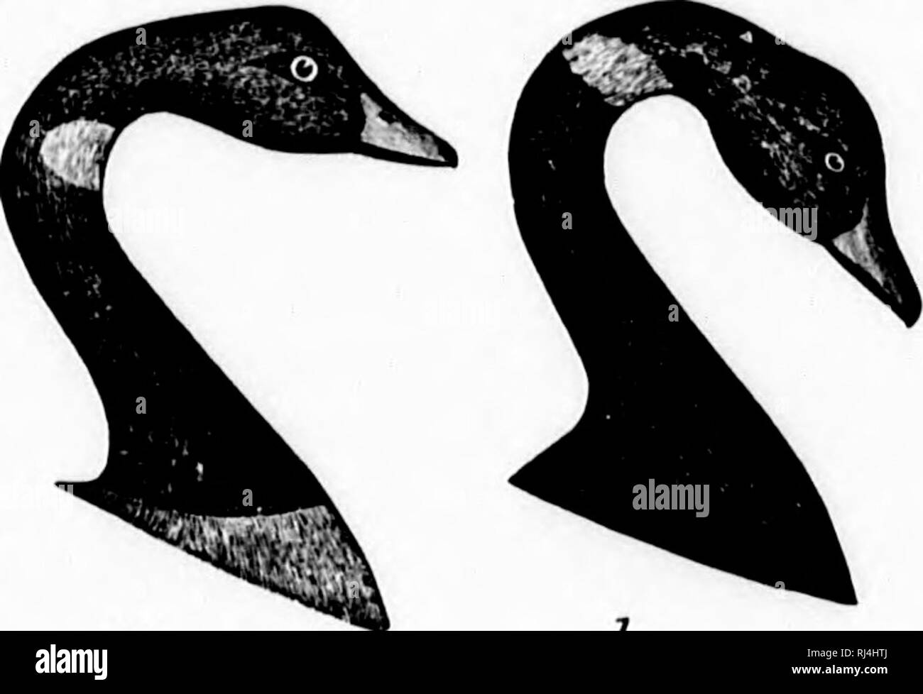 Branta scopoli hi-res stock photography and images - Alamy