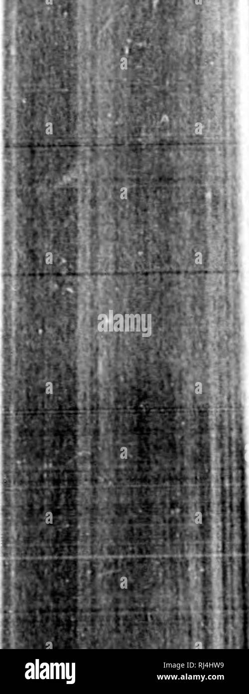 Rich brown plumage Black and White Stock Photos & Images - Alamy