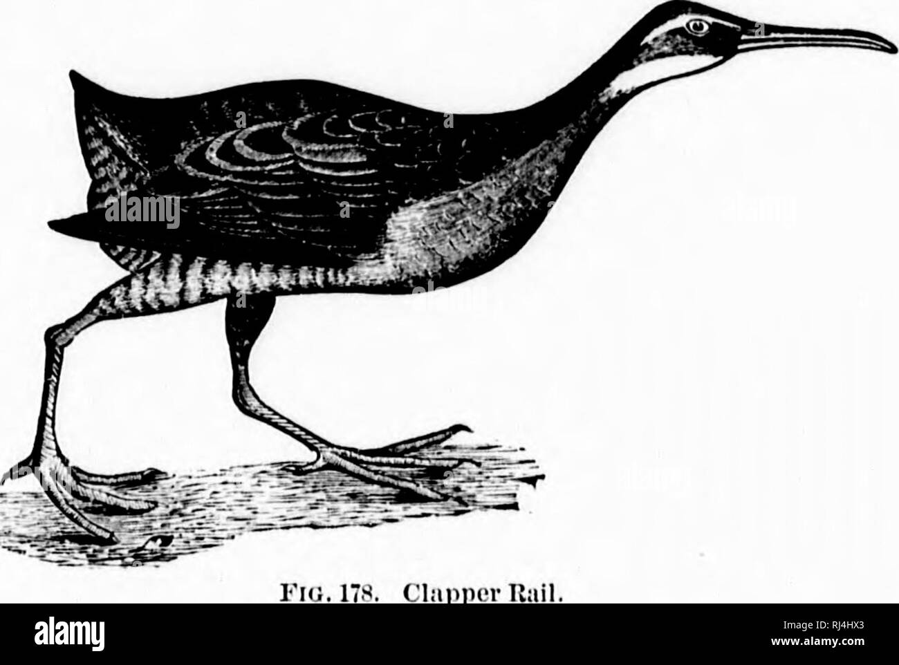 Marsh hen mud hen Black and White Stock Photos & Images - Alamy