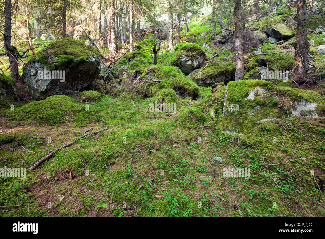 Moos bewachsen hi-res stock photography and images - Alamy