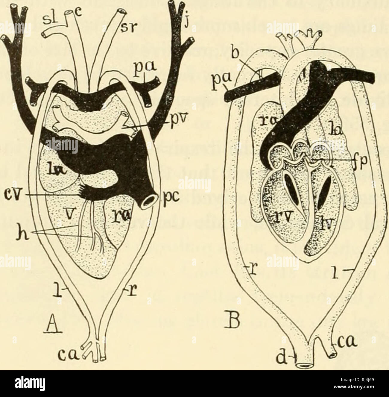 . The chordates. Chordata. 166 Comparative Morphology of Chordates ...