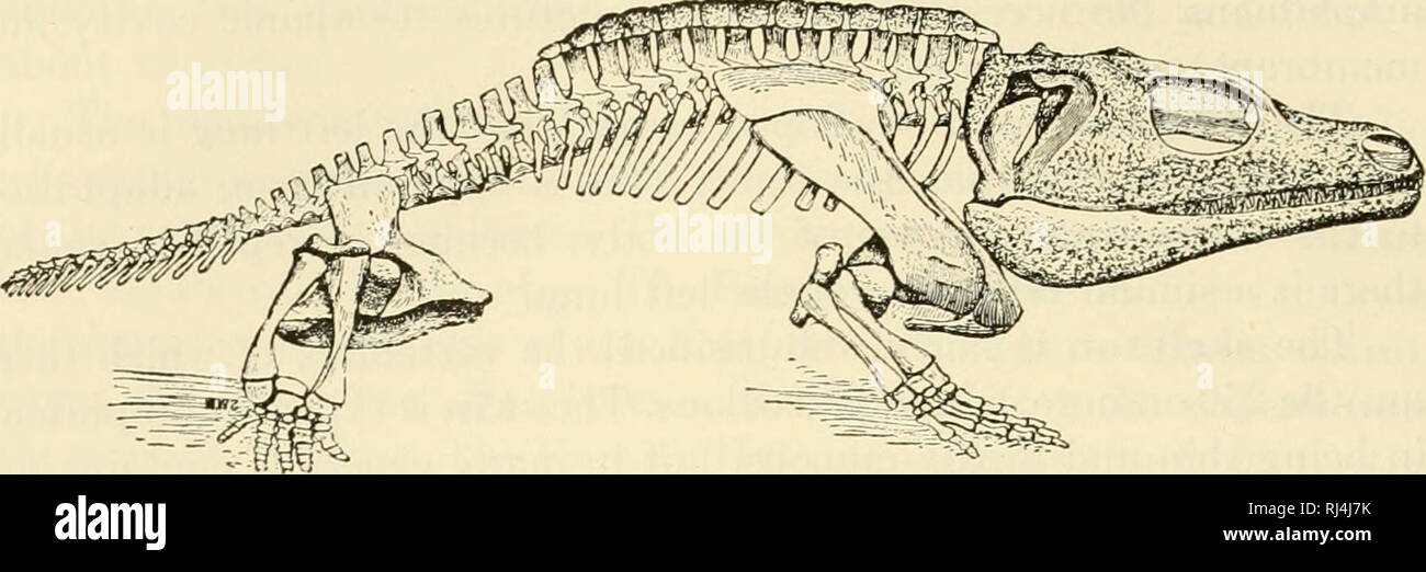 Labyrinthodont Teeth