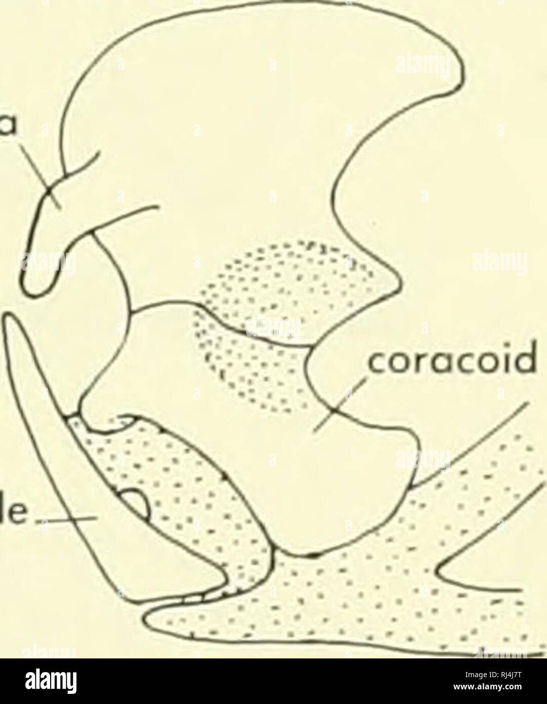 Corocoid hi-res stock photography and images - Alamy