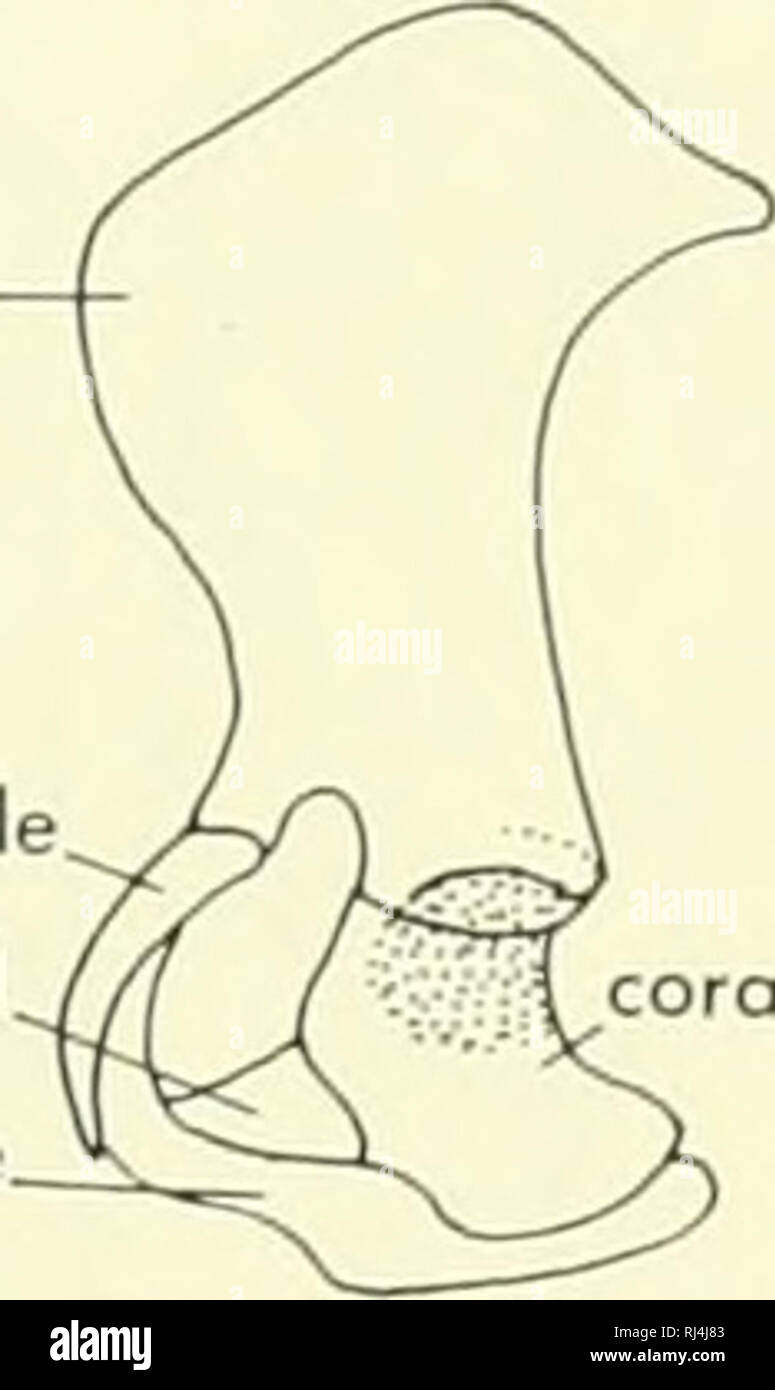 Coracoid Stock Photos & Coracoid Stock Images - Alamy
