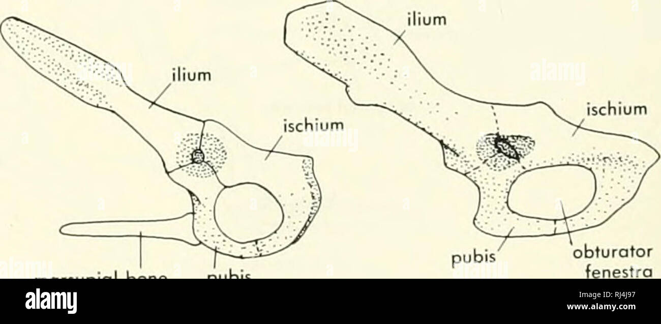 . Chordate morphology. Morphology (Animals); Chordata. cuboid calcaneus ...