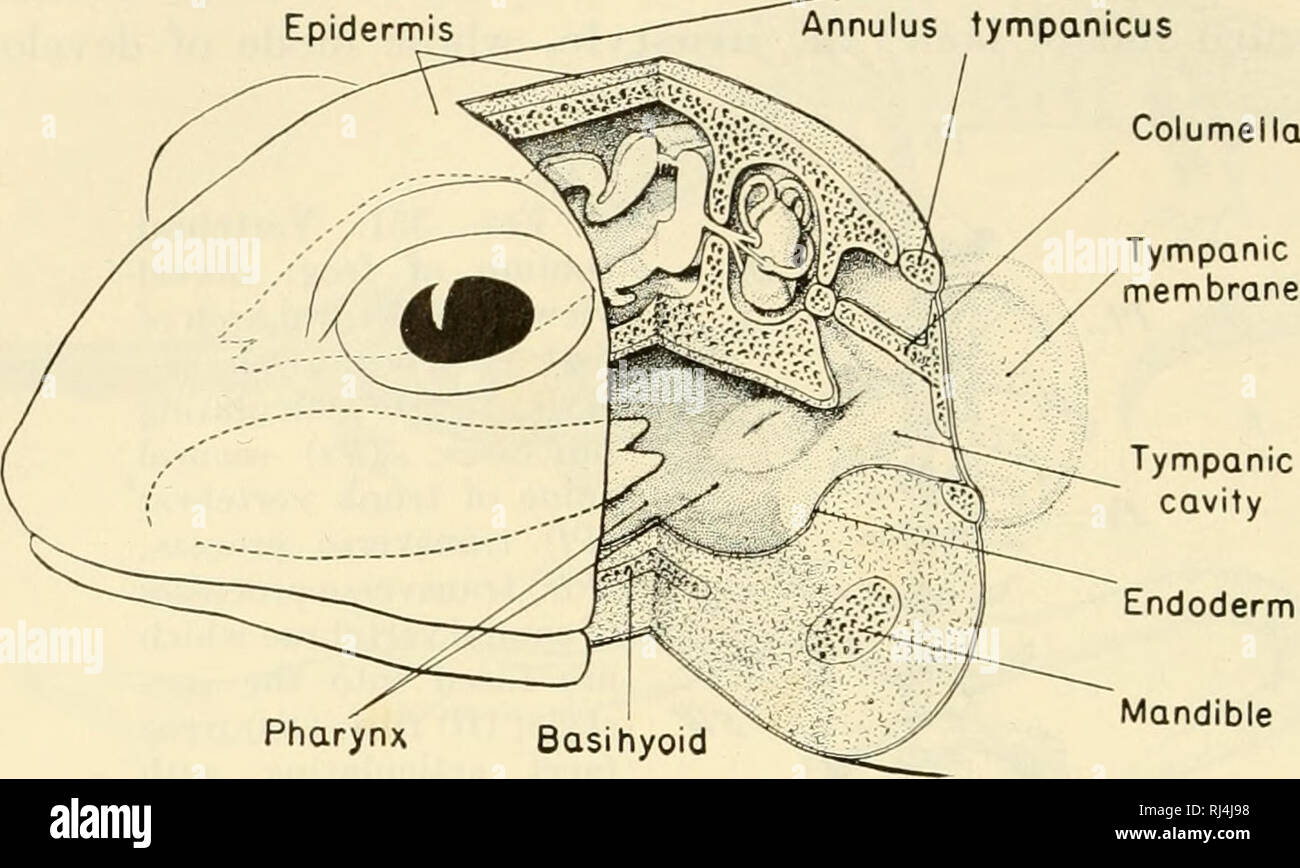 . The chordates. Chordata. 456 Comparative Morphology of Chordates ...