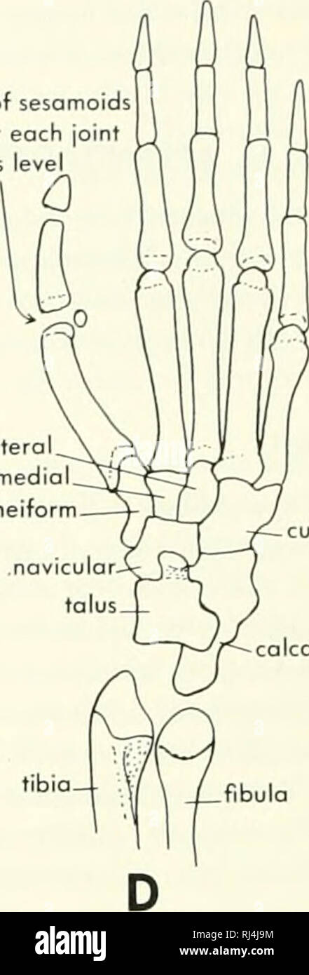 Medial cuneiform bone hi-res stock photography and images - Alamy