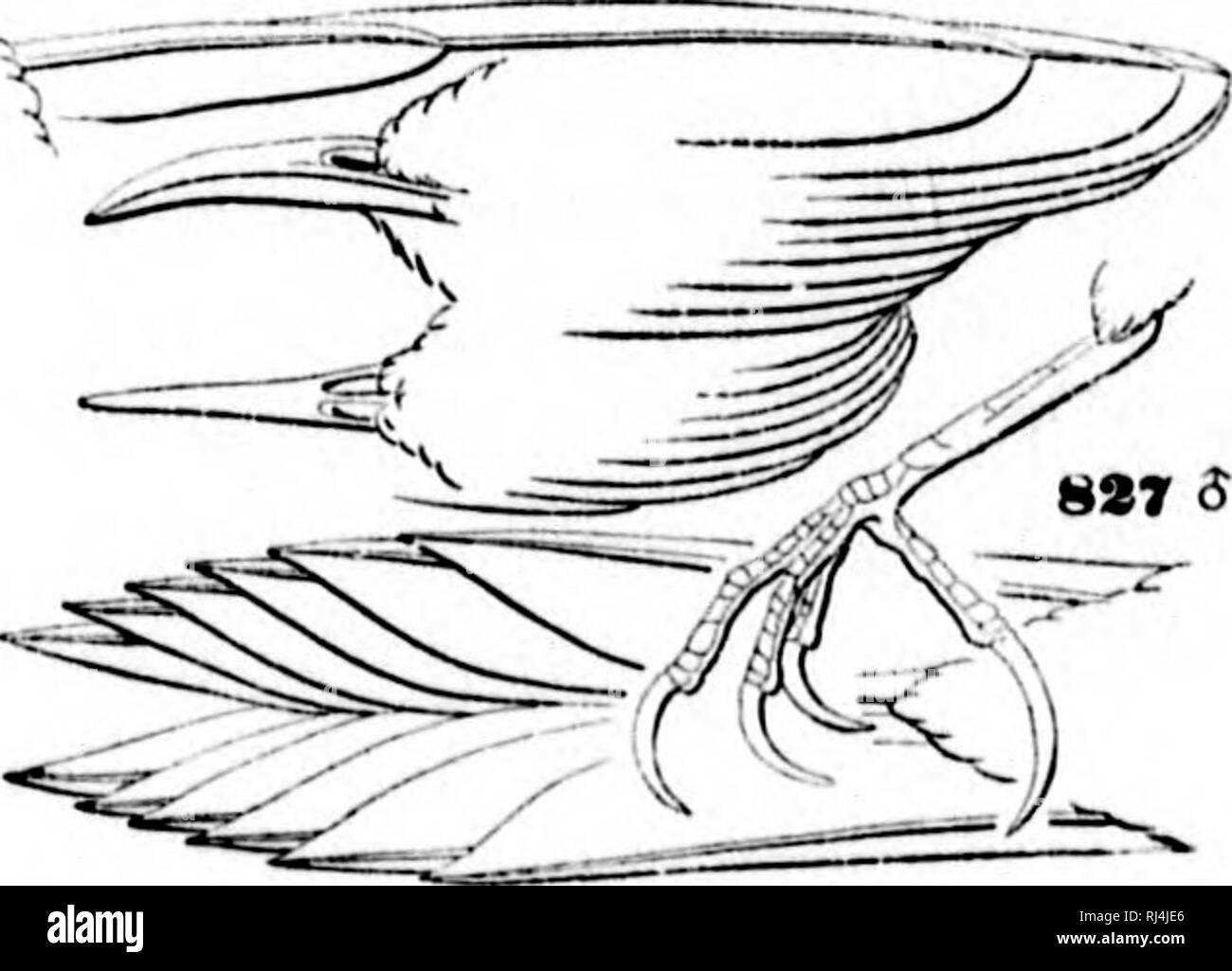 Wedge shaped tail Black and White Stock Photos & Images - Alamy