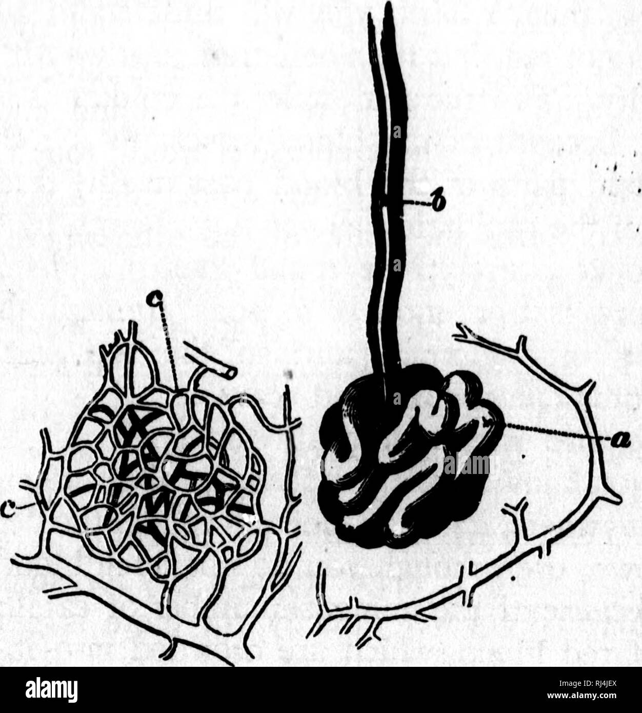 Sweat gland duct hi-res stock photography and images - Alamy