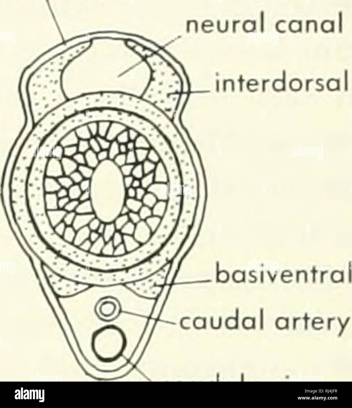 . Chordate morphology. Morphology (Animals); Chordata. connective ...