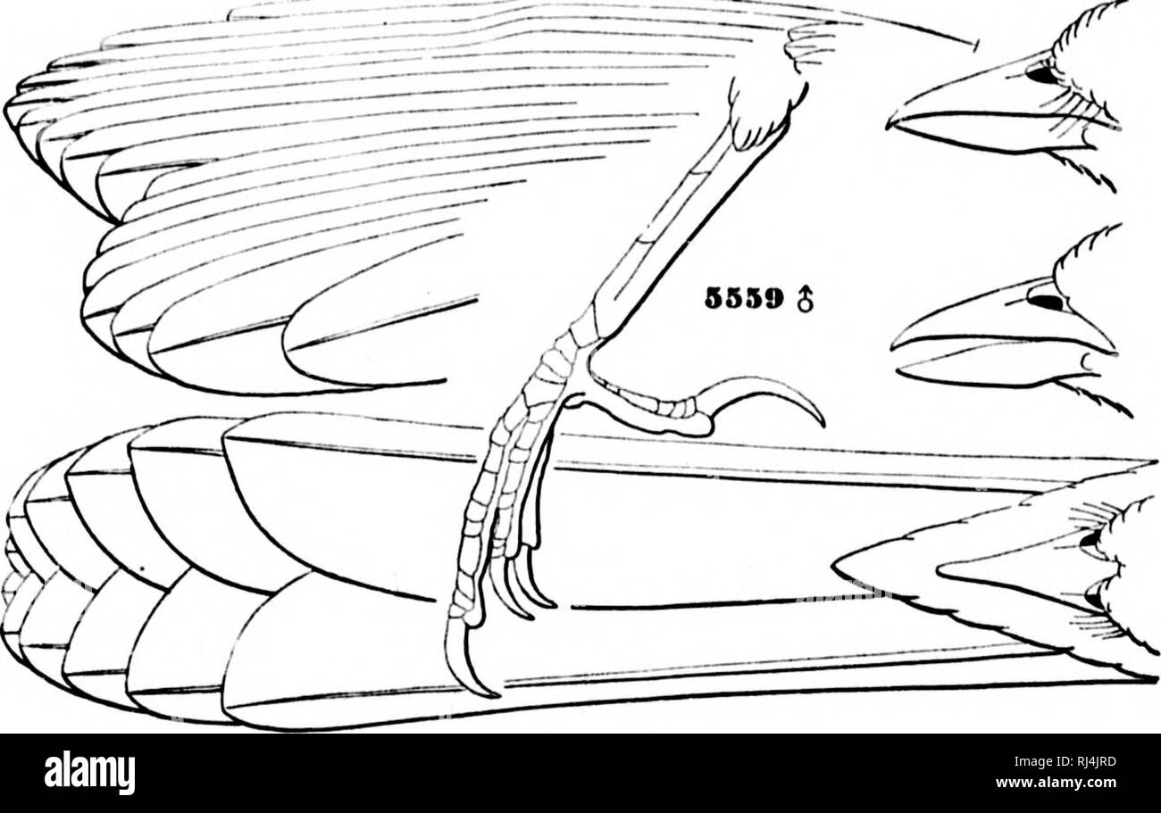 Genus pipilo hi-res stock photography and images - Alamy